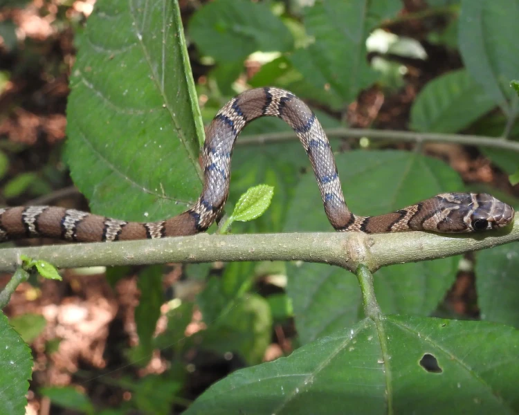 Platyceps gracilis - Facts, Diet, Habitat & Pictures on Animalia.bio