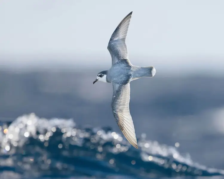 Blue petrel - Facts, Diet, Habitat & Pictures on Animalia.bio