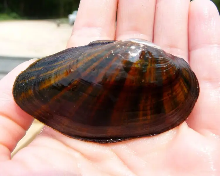 Shinyrayed pocketbook - Facts, Diet, Habitat & Pictures on Animalia.bio