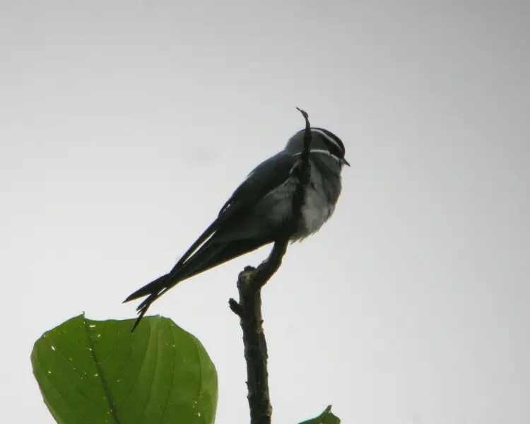 Moustached treeswift - Facts, Diet, Habitat & Pictures on Animalia.bio