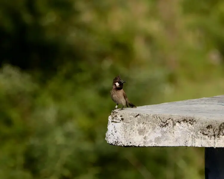 Himalayan bulbul - Facts, Diet, Habitat & Pictures on Animalia.bio