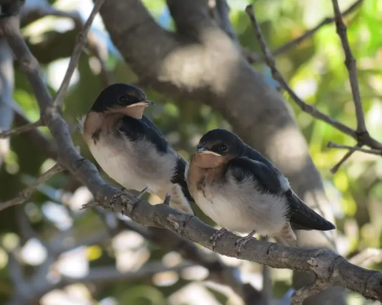 Welcome swallow - Facts, Diet, Habitat & Pictures on Animalia.bio