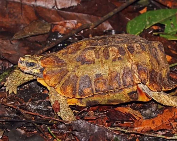 Kinixys homeana - факти, дієта, ареал і фотографії на Animalia.bio