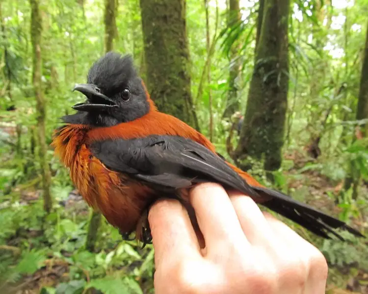 Hooded pitohui - Facts, Diet, Habitat & Pictures on Animalia.bio