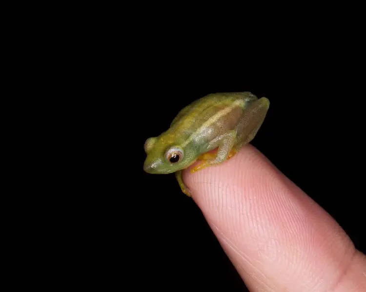 Hyperolius benguellensis - Facts, Diet, Habitat & Pictures on Animalia.bio