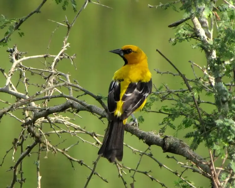 Icterus nigrogularis - факти, дієта, ареал і фотографії на Animalia.bio