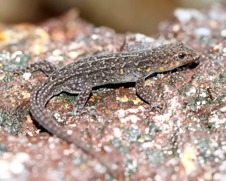 Cnemaspis indica - факти, дієта, ареал і фотографії на Animalia.bio