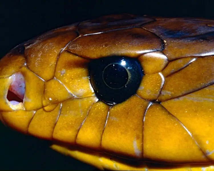 Indigo snake - Facts, Diet, Habitat & Pictures on Animalia.bio