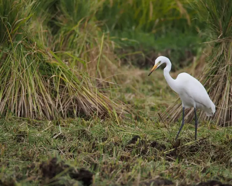 Intermediate egret - Facts, Diet, Habitat & Pictures on Animalia.bio