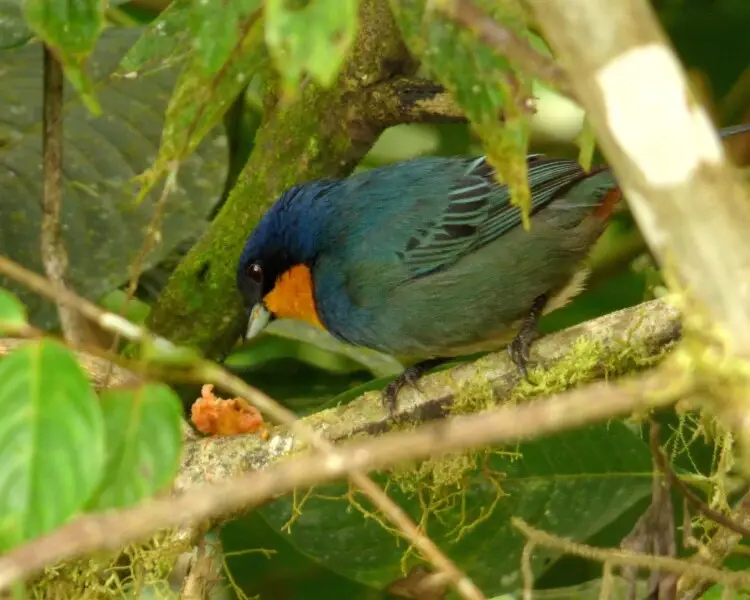 Purplish-mantled tanager - Facts, Diet, Habitat & Pictures on Animalia.bio