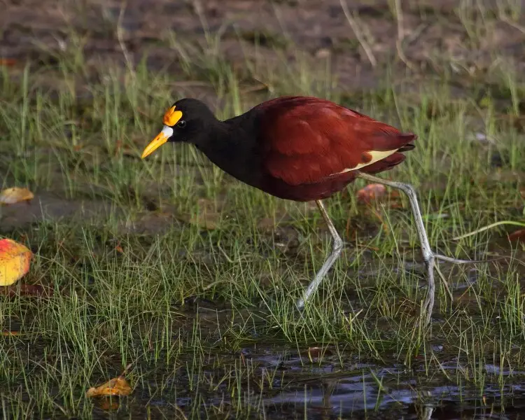 Northern jacana - Facts, Diet, Habitat & Pictures on Animalia.bio