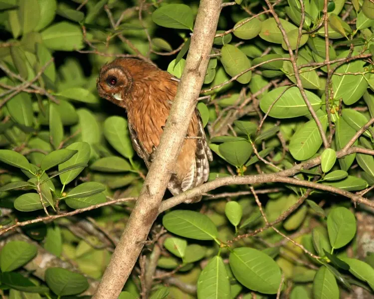 Endemic Animals of Jamaica