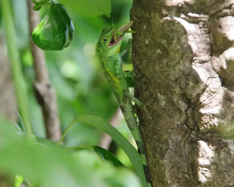 Diploderma polygonatum - Facts, Diet, Habitat & Pictures on Animalia.bio