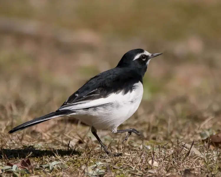 Japanese wagtail - Facts, Diet, Habitat & Pictures on Animalia.bio