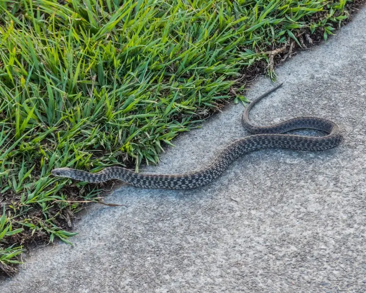 Tropidonophis mairii - Facts, Diet, Habitat & Pictures on Animalia.bio