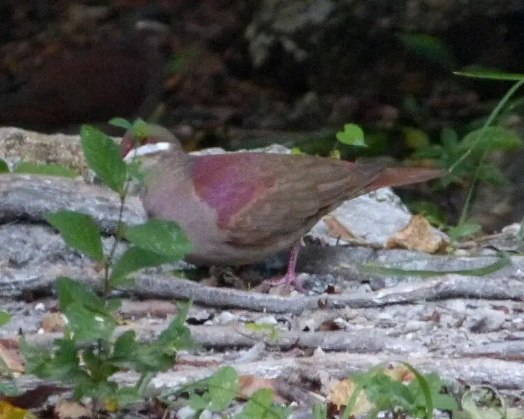 Key West quail-dove - Facts, Diet, Habitat & Pictures on Animalia.bio