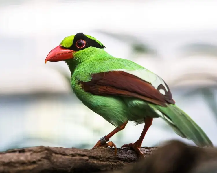 Javan green magpie - Facts, Diet, Habitat & Pictures on Animalia.bio