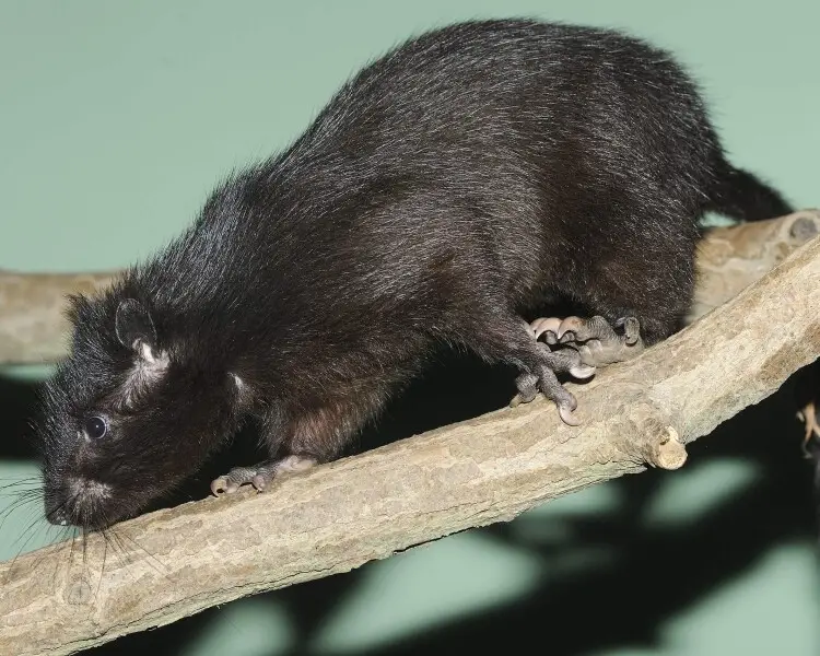 Southern giant slender-tailed cloud rat - Facts, Diet, Habitat ...