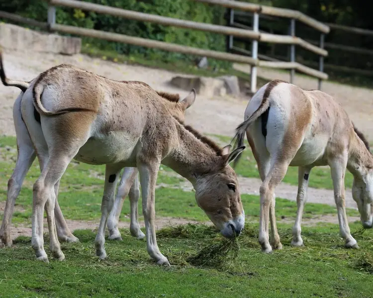 Turkmenian kulan - Facts, Diet, Habitat & Pictures on Animalia.bio