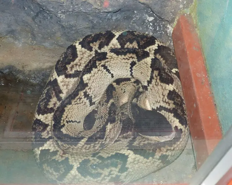 Lachesis melanocephala - Facts, Diet, Habitat & Pictures on Animalia.bio