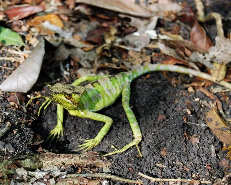 Laemanctus longipes - факти, дієта, ареал і фотографії на Animalia.bio