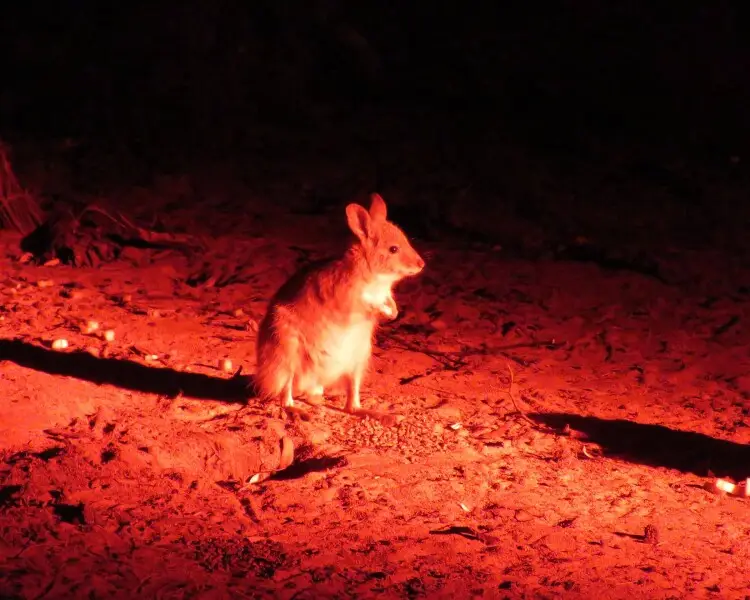 Rufous hare-wallaby - Facts, Diet, Habitat & Pictures on Animalia.bio