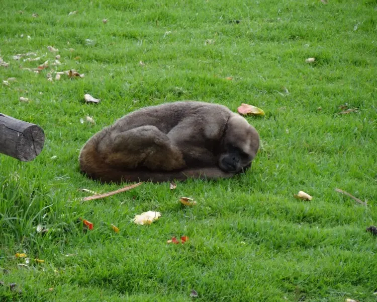 Colombian woolly monkey - Facts, Diet, Habitat & Pictures on Animalia.bio