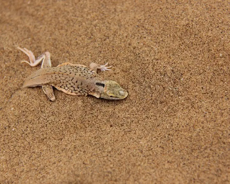 Shovel-snouted lizard - Facts, Diet, Habitat & Pictures on Animalia.bio