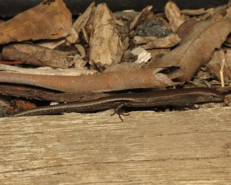 Lampropholis delicata - Facts, Diet, Habitat & Pictures on Animalia.bio