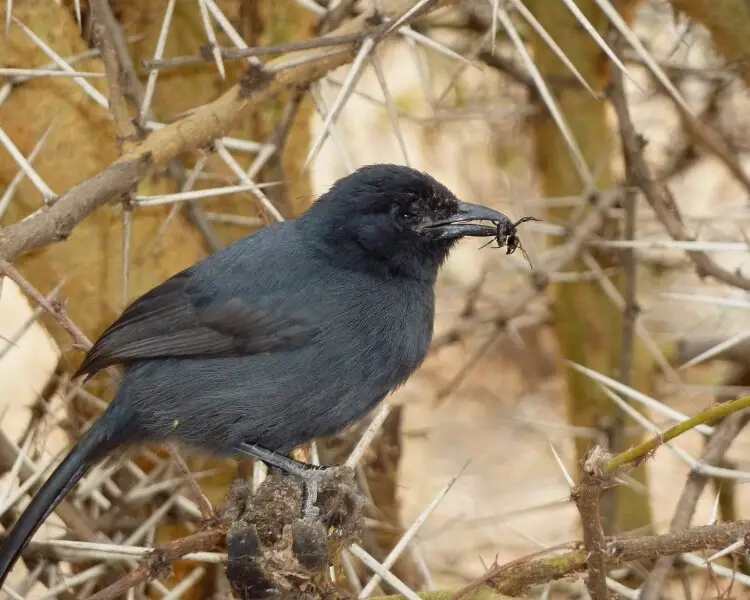 Slate-colored boubou - Facts, Diet, Habitat & Pictures on Animalia.bio