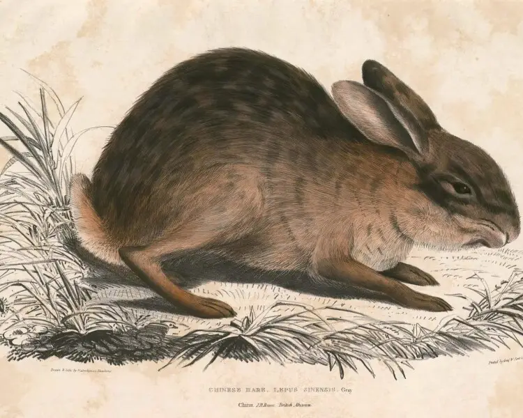 Chinese hare - Facts, Diet, Habitat & Pictures on Animalia.bio