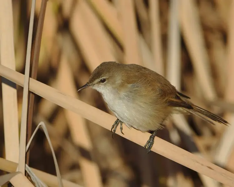 Lesser swamp warbler - Facts, Diet, Habitat & Pictures on Animalia.bio