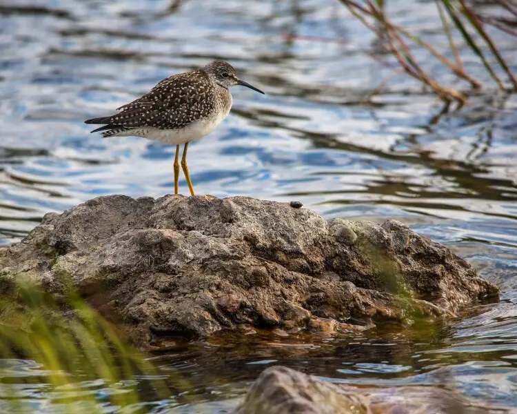 Lesser yellowlegs - Facts, Diet, Habitat & Pictures on Animalia.bio
