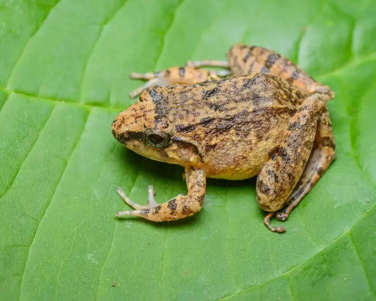 Limnonectes limborgi - Facts, Diet, Habitat & Pictures on Animalia.bio