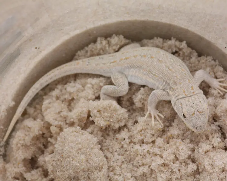 Liolaemus occipitalis - факти, дієта, ареал і фотографії на Animalia.bio