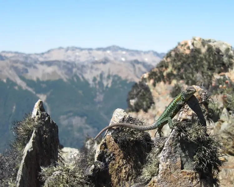 Liolaemus pictus - факти, дієта, ареал і фотографії на Animalia.bio