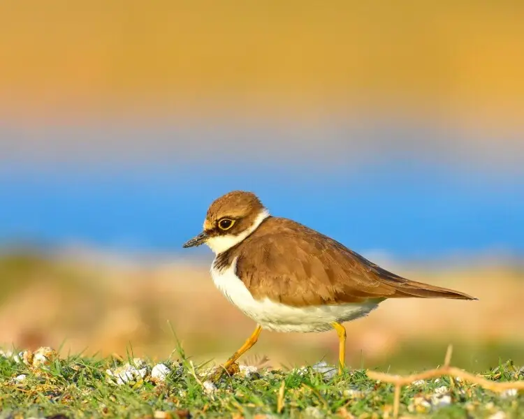Little ringed plover - Facts, Diet, Habitat & Pictures on Animalia.bio