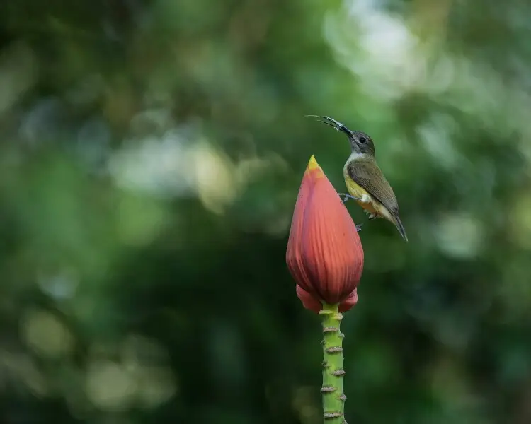 Little spiderhunter - Facts, Diet, Habitat & Pictures on Animalia.bio