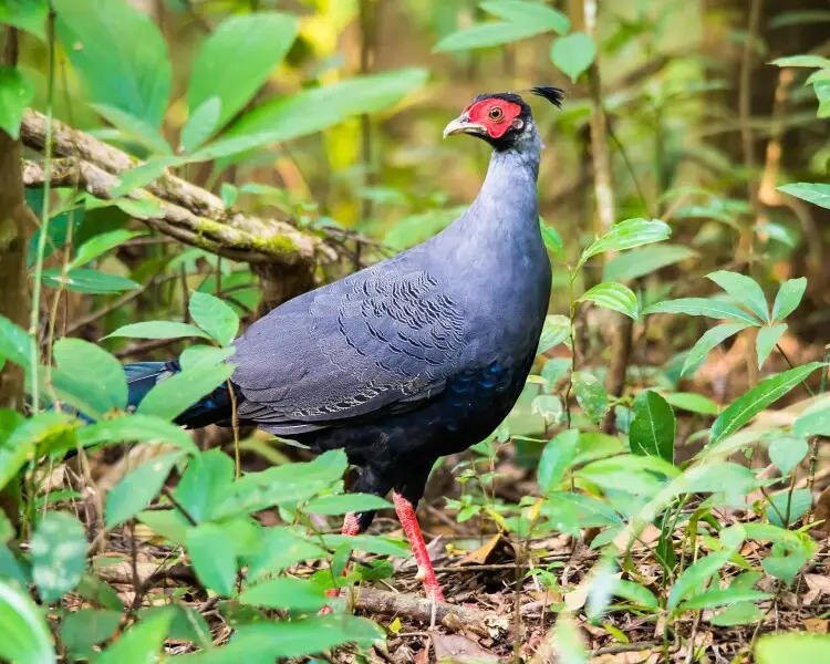 Siamese fireback - Facts, Diet, Habitat & Pictures on Animalia.bio