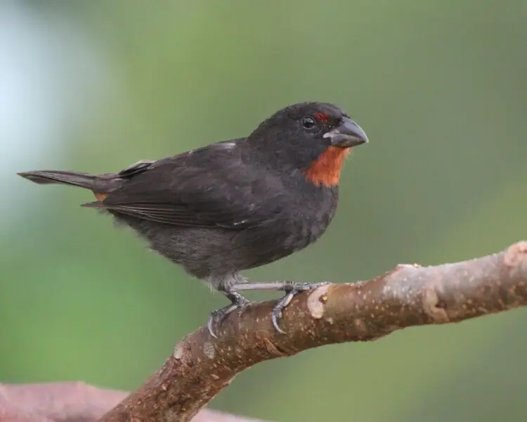 Lesser Antillean bullfinch - Facts, Diet, Habitat & Pictures on ...