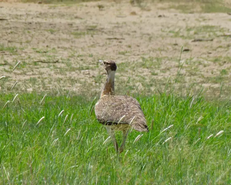 Ludwig's bustard - Facts, Diet, Habitat & Pictures on Animalia.bio