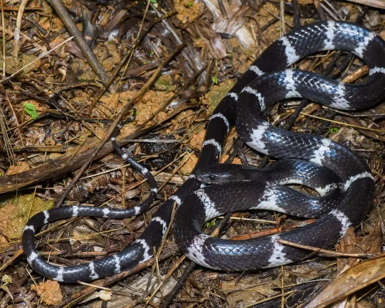 Lycodon septentrionalis - факти, дієта, ареал і фотографії на Animalia.bio