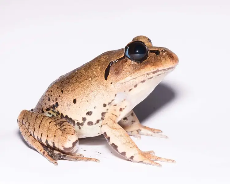 Great barred frog - Facts, Diet, Habitat & Pictures on Animalia.bio
