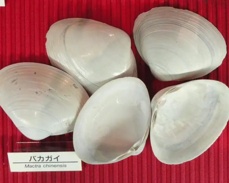 Mactra chinensis - Facts, Diet, Habitat & Pictures on Animalia.bio