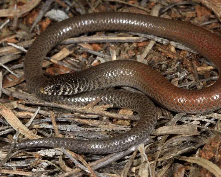 Delma australis - факти, дієта, ареал і фотографії на Animalia.bio