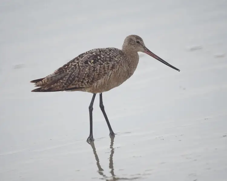 Marbled godwit - Facts, Diet, Habitat & Pictures on Animalia.bio