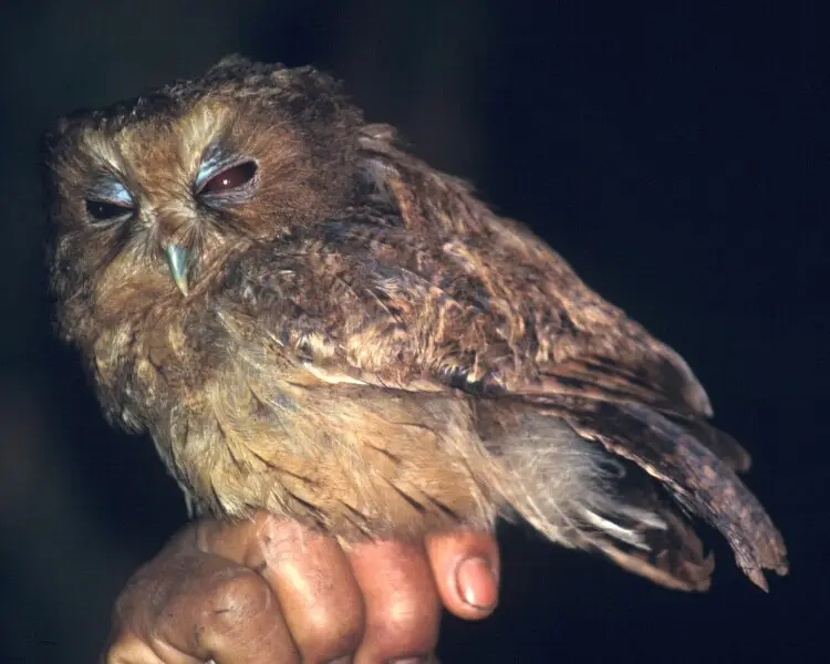 Megascops petersoni - факти, дієта, ареал і фотографії на Animalia.bio