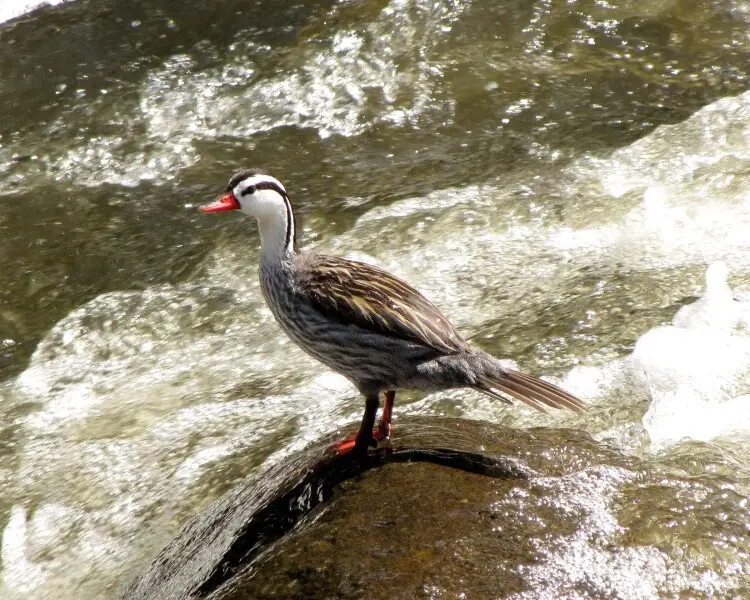 Torrent duck - Facts, Diet, Habitat & Pictures on Animalia.bio