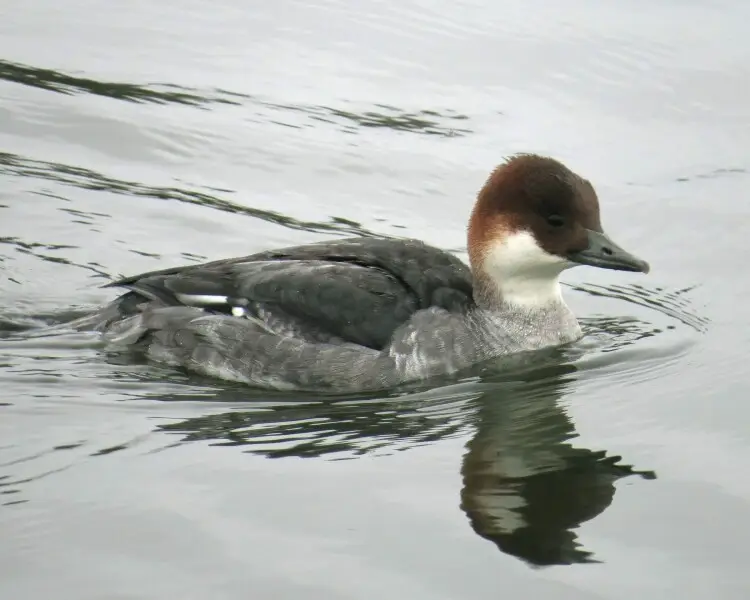 Smew - Facts, Diet, Habitat & Pictures on Animalia.bio