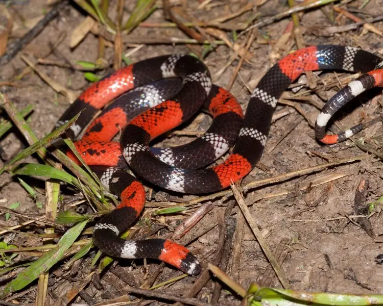 Micrurus lemniscatus - Facts, Diet, Habitat & Pictures on Animalia.bio